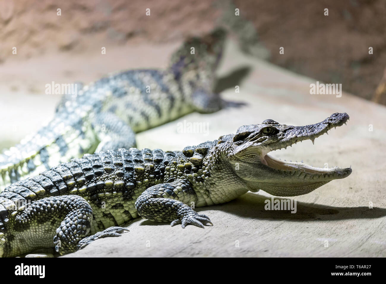 small Crocodile showin his teeth Stock Photo - Alamy