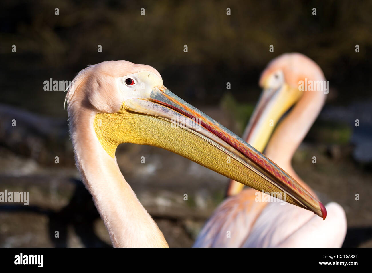 rare Spot-billed pelican, Pelecanus philippensisin Stock Photo - Alamy