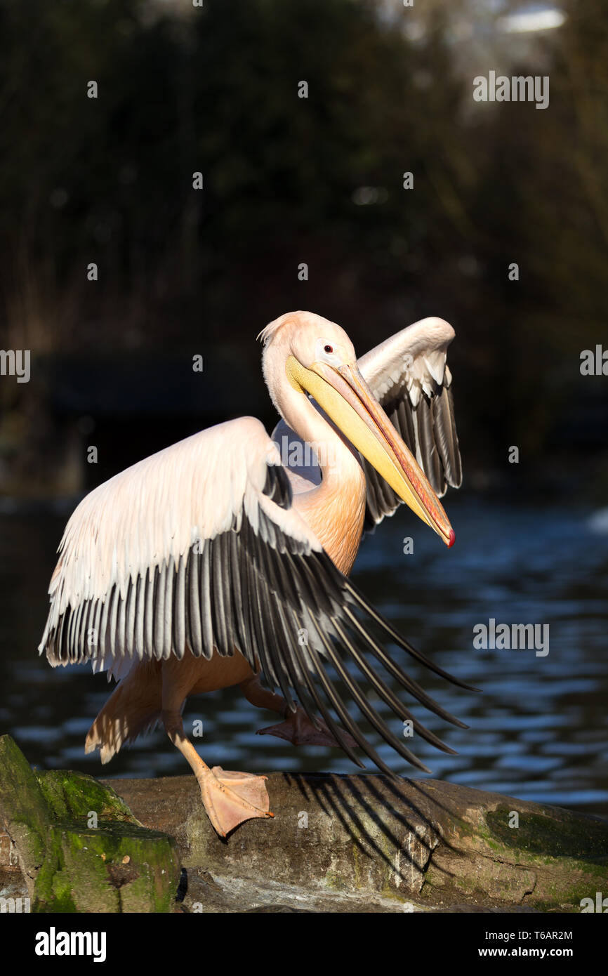 rare Spot-billed pelican, Pelecanus philippensisin Stock Photo - Alamy