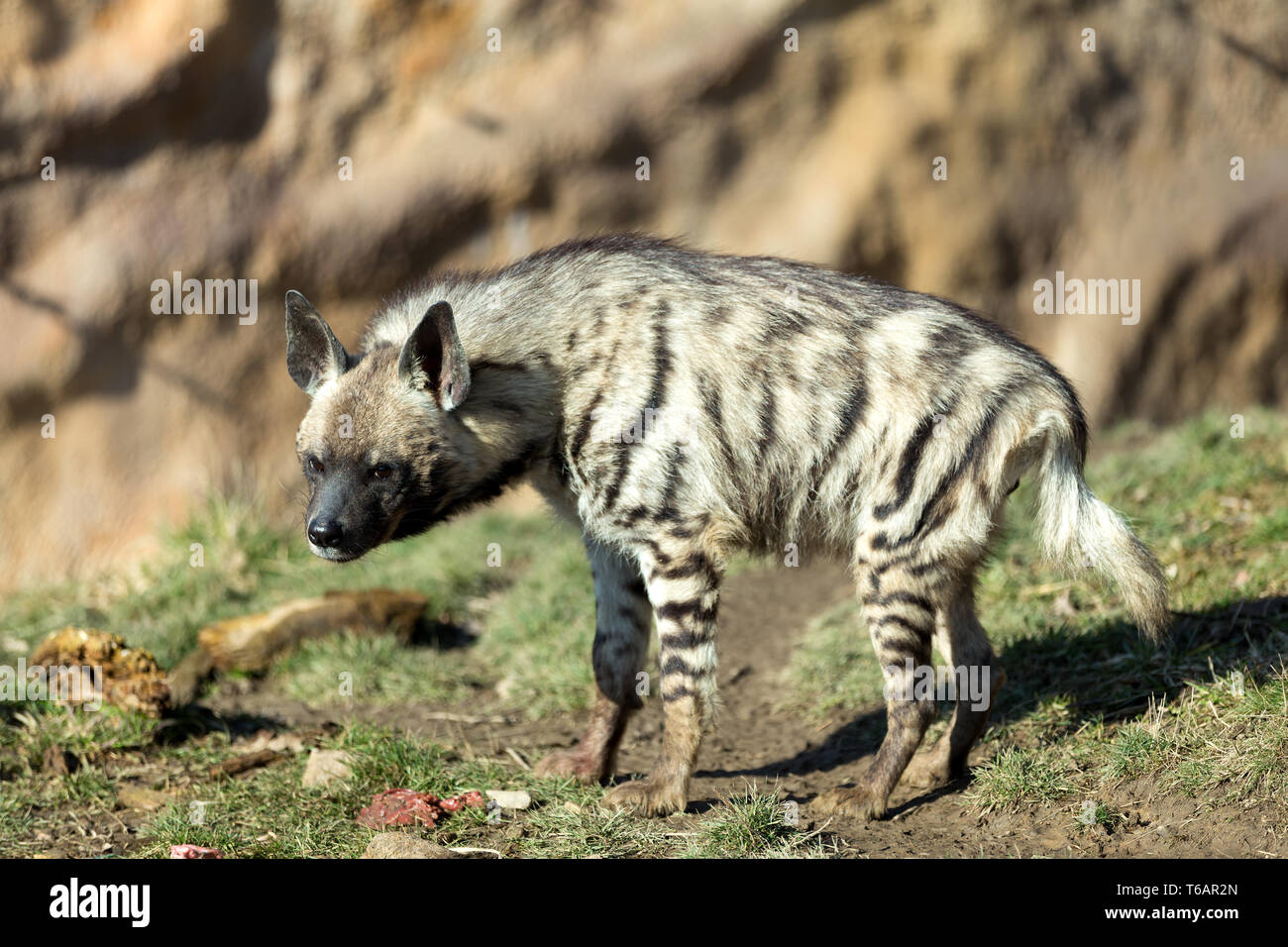 Striped hyena (Hyaena hyaena Stock Photo - Alamy