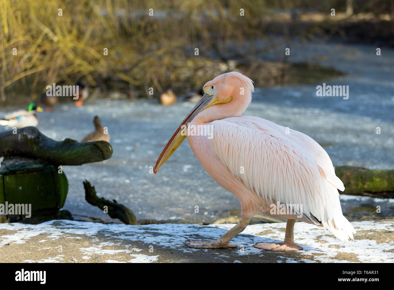 rare Spot-billed pelican, Pelecanus philippensisin Stock Photo - Alamy