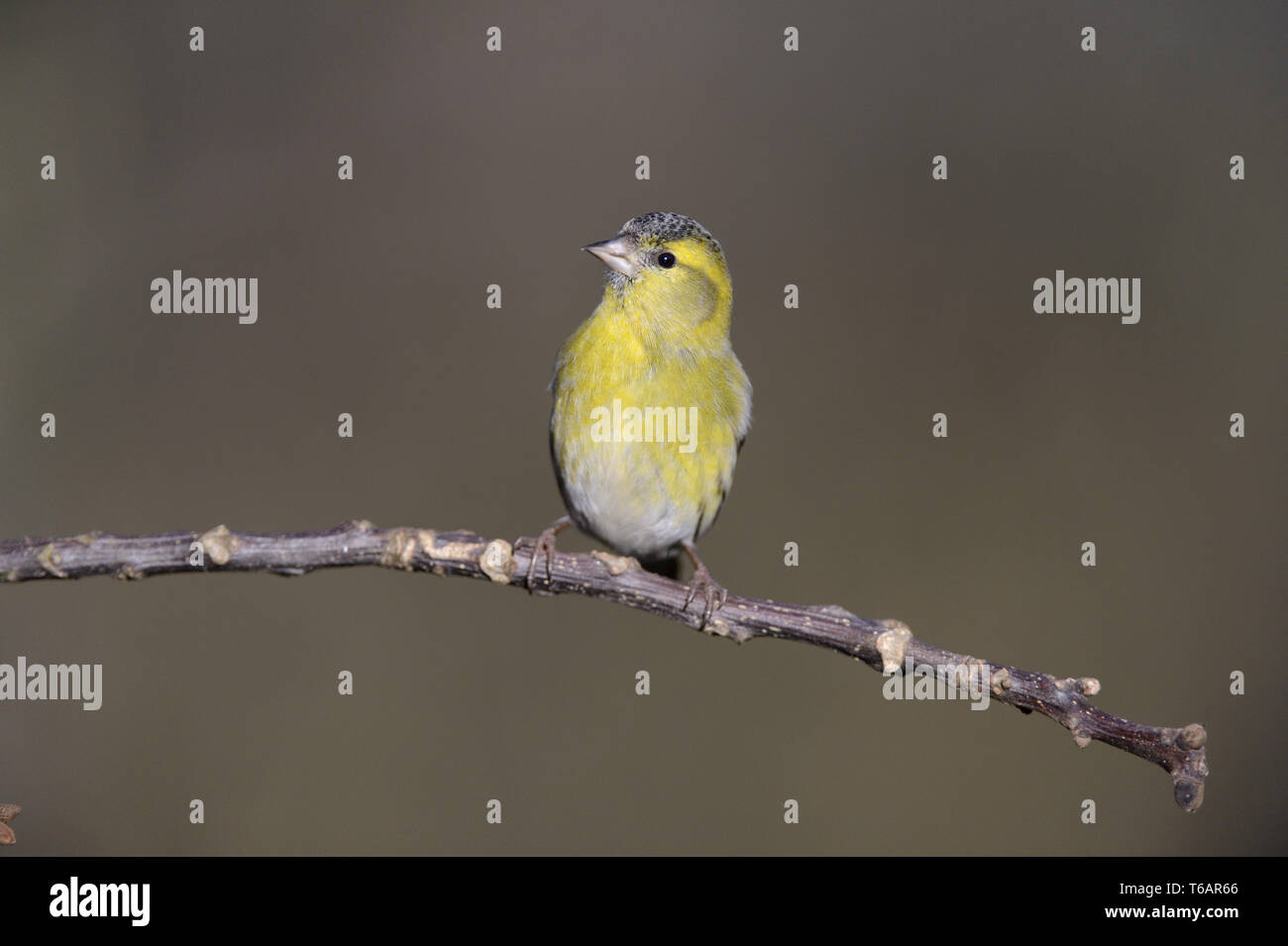 Spinus spinus hi-res stock photography and images - Alamy