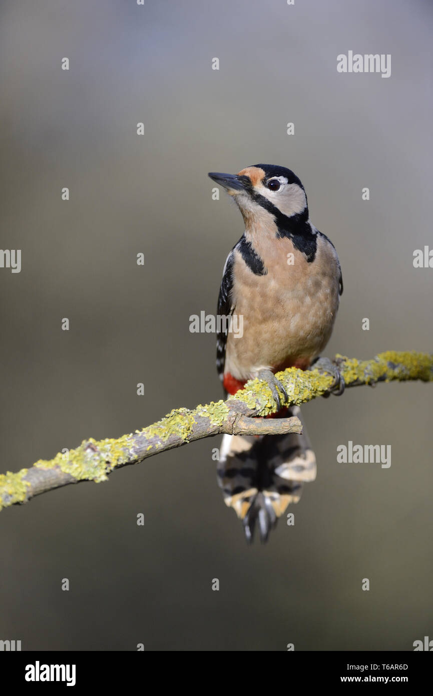 great woodpecker, Dendrocopos major Stock Photo - Alamy