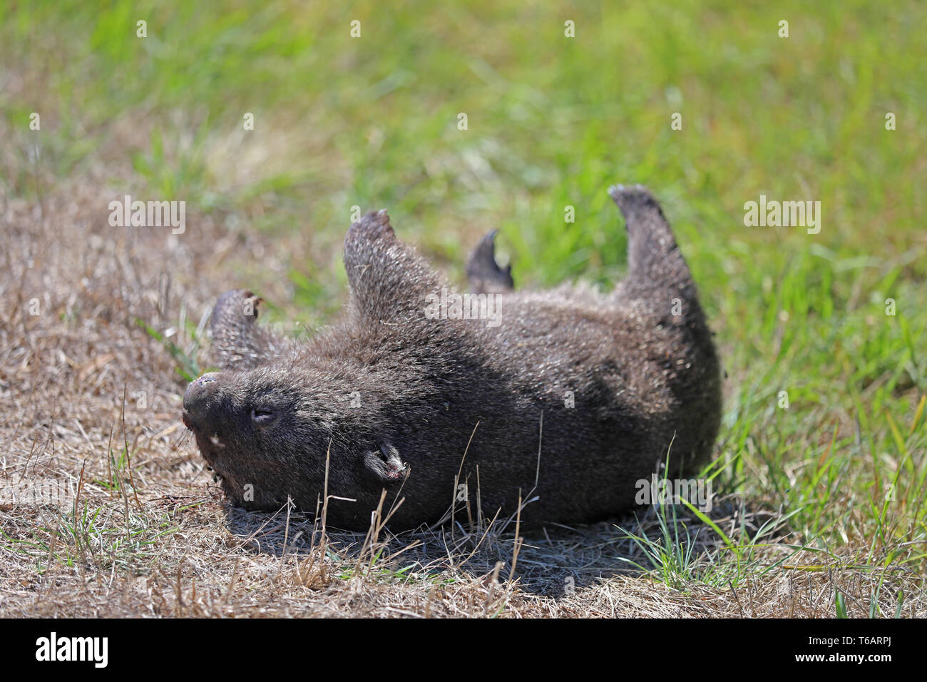 Dead Wombat in Australia Stock Photo - Alamy