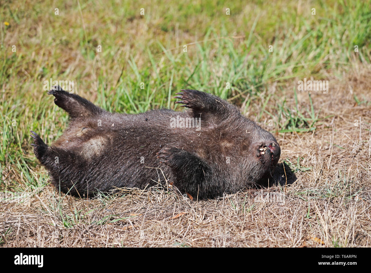 Dead Wombat in Australia Stock Photo - Alamy