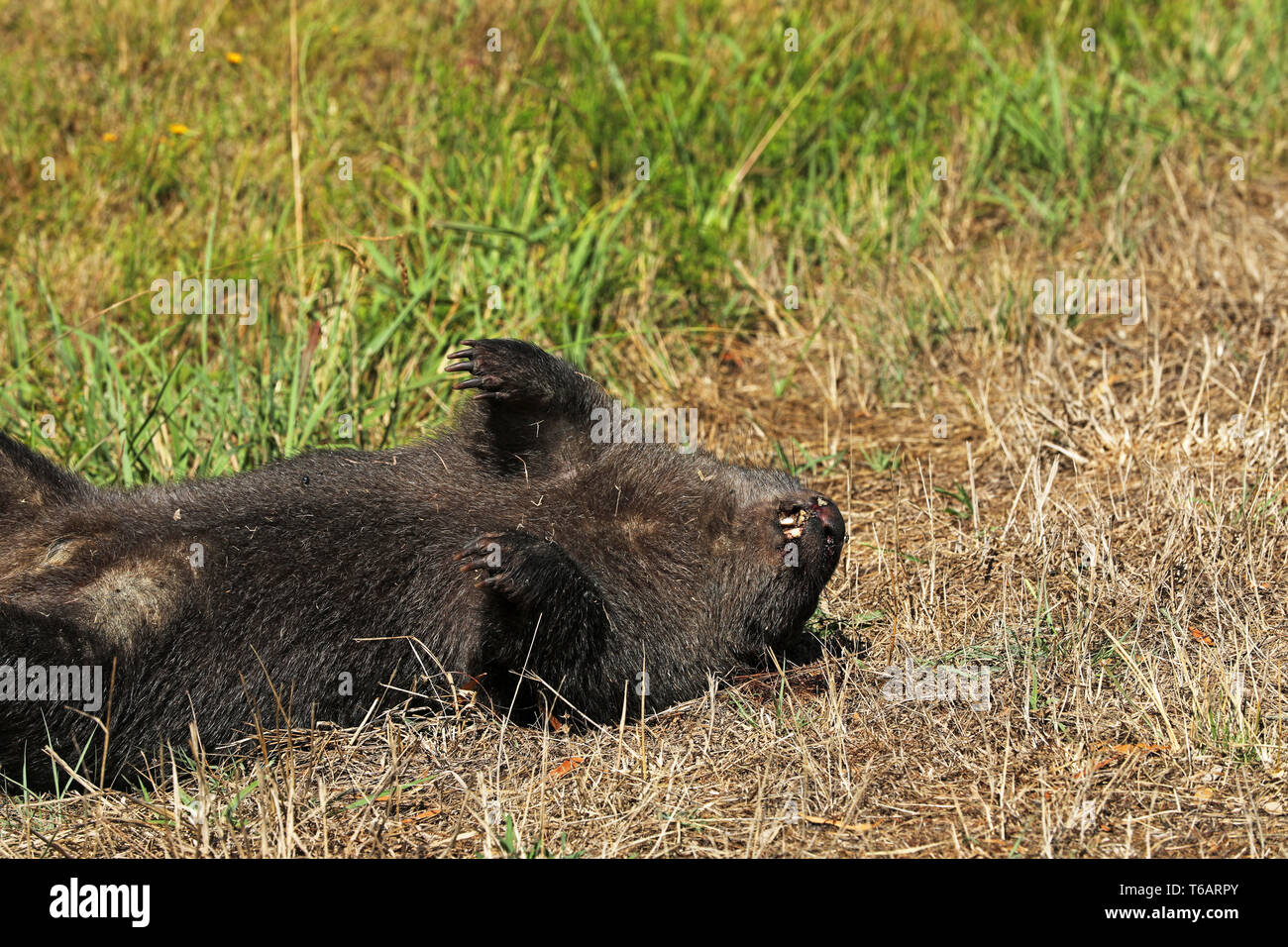 Dead Wombat in Australia Stock Photo - Alamy