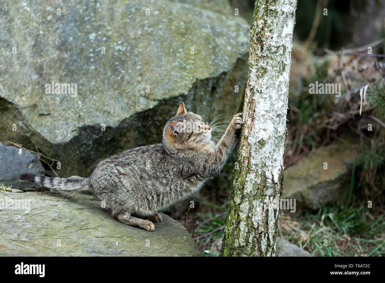 cat baby playing outdoor Stock Photo - Alamy