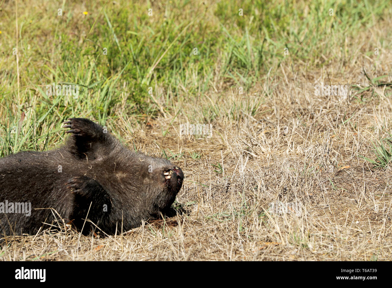 Dead Wombat in Australia Stock Photo - Alamy