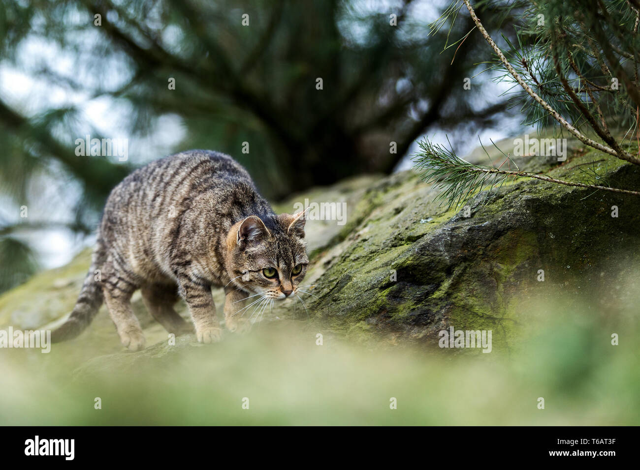 cat baby playing outdoor Stock Photo - Alamy