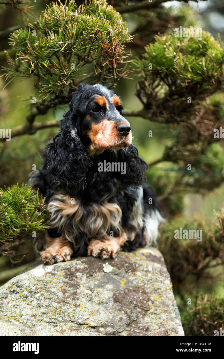 portrait of sitting english cocker spaniel Stock Photo - Alamy