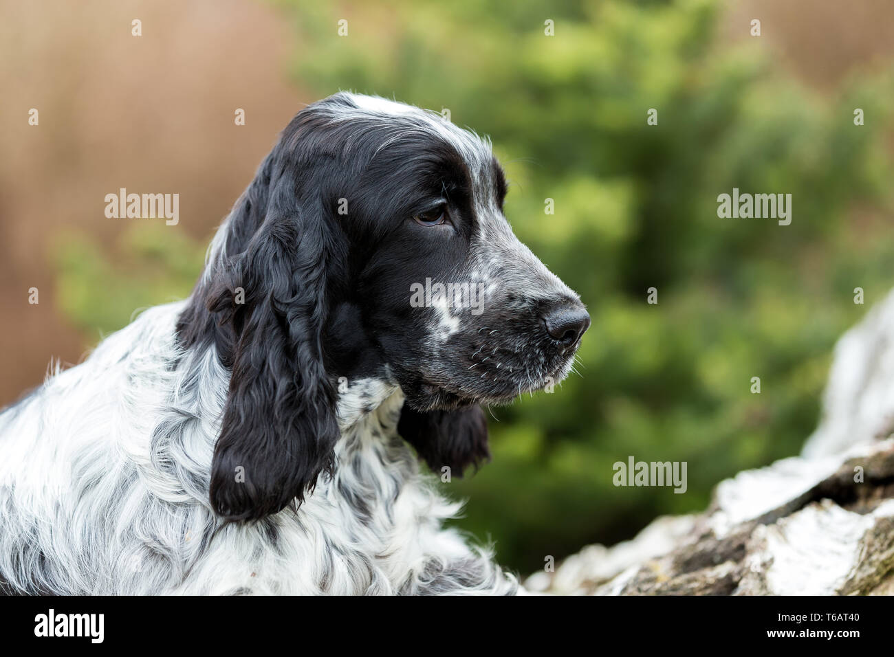 english cocker spaniel puppy Stock Photo - Alamy