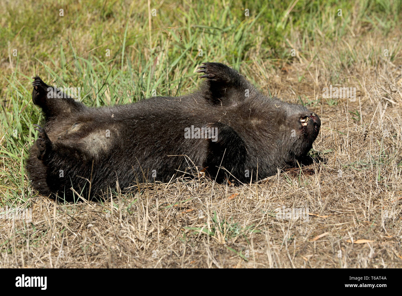 Dead Wombat in Australia Stock Photo - Alamy