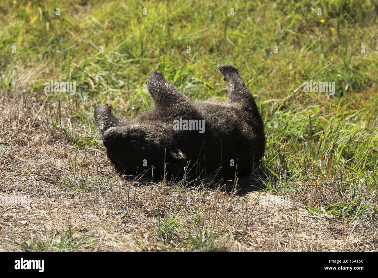 Dead Wombat in Australia Stock Photo - Alamy