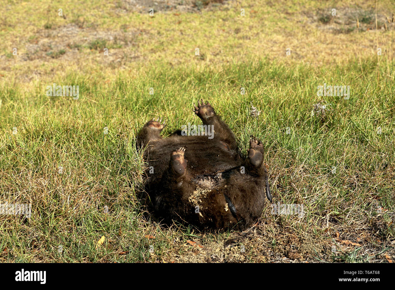 Dead wombat hi-res stock photography and images - Alamy
