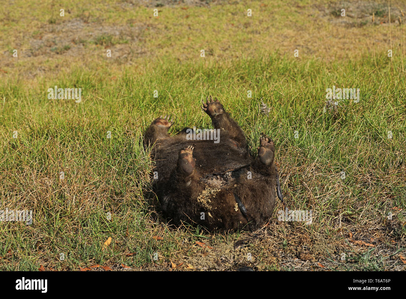 Dead Wombat in Australia Stock Photo - Alamy