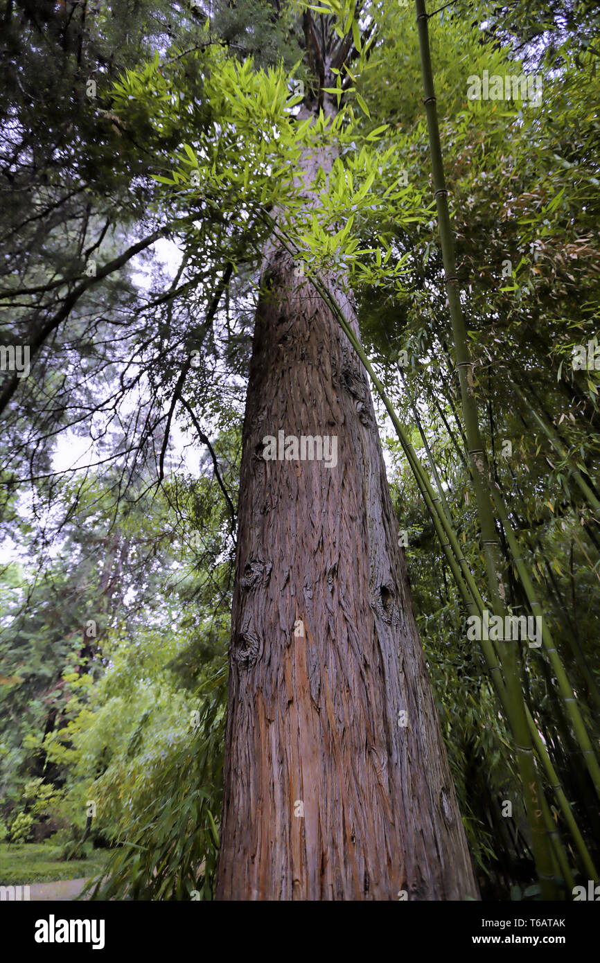 Extraordinary picturesque tree Stock Photo - Alamy