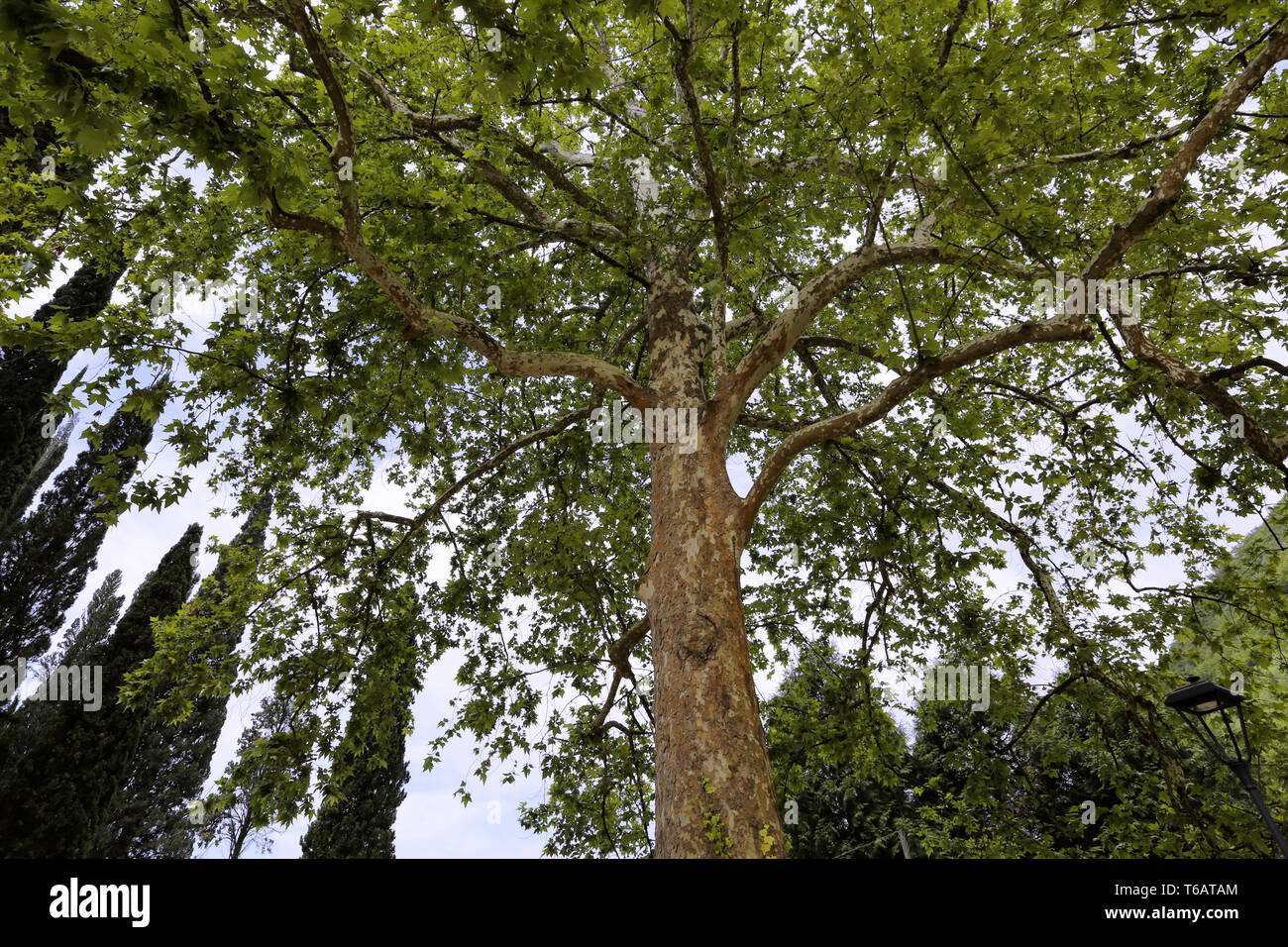 Extraordinary big hi-res stock photography and images - Alamy