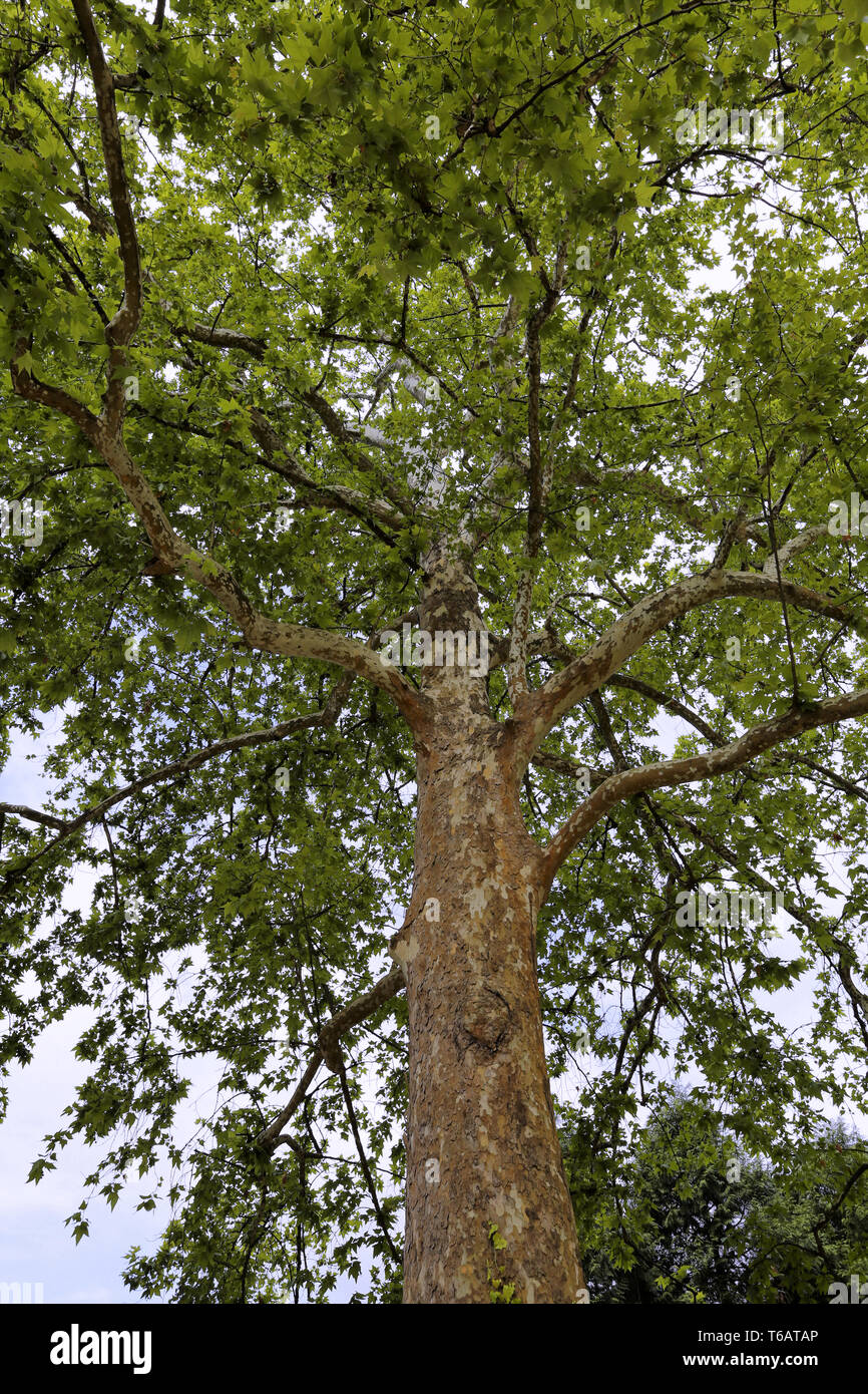 Extraordinary picturesque tree Stock Photo - Alamy