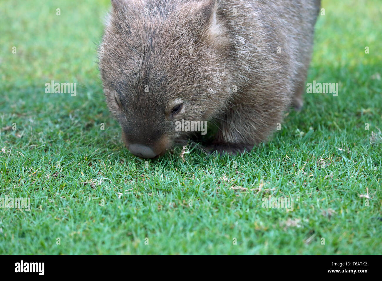 Young wombat hi-res stock photography and images - Alamy