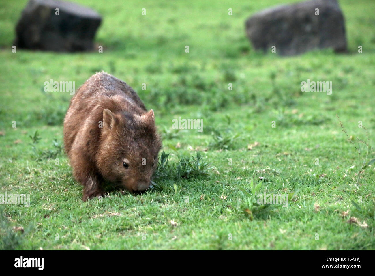 Wombat in Australia Stock Photo - Alamy