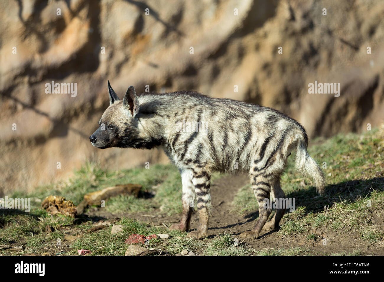 Striped hyena (Hyaena hyaena Stock Photo - Alamy