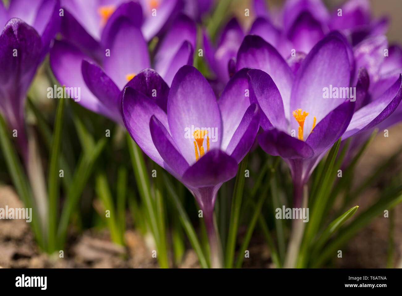 Firts flowers hi-res stock photography and images - Alamy