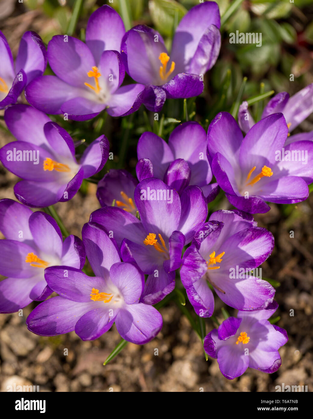 first spring flowers in garden crocus Stock Photo - Alamy