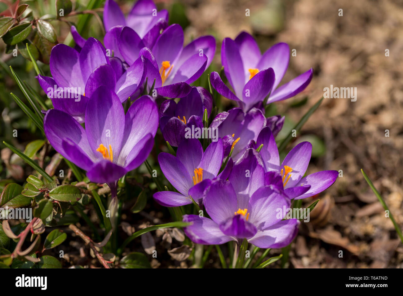 first spring flowers in garden crocus Stock Photo - Alamy