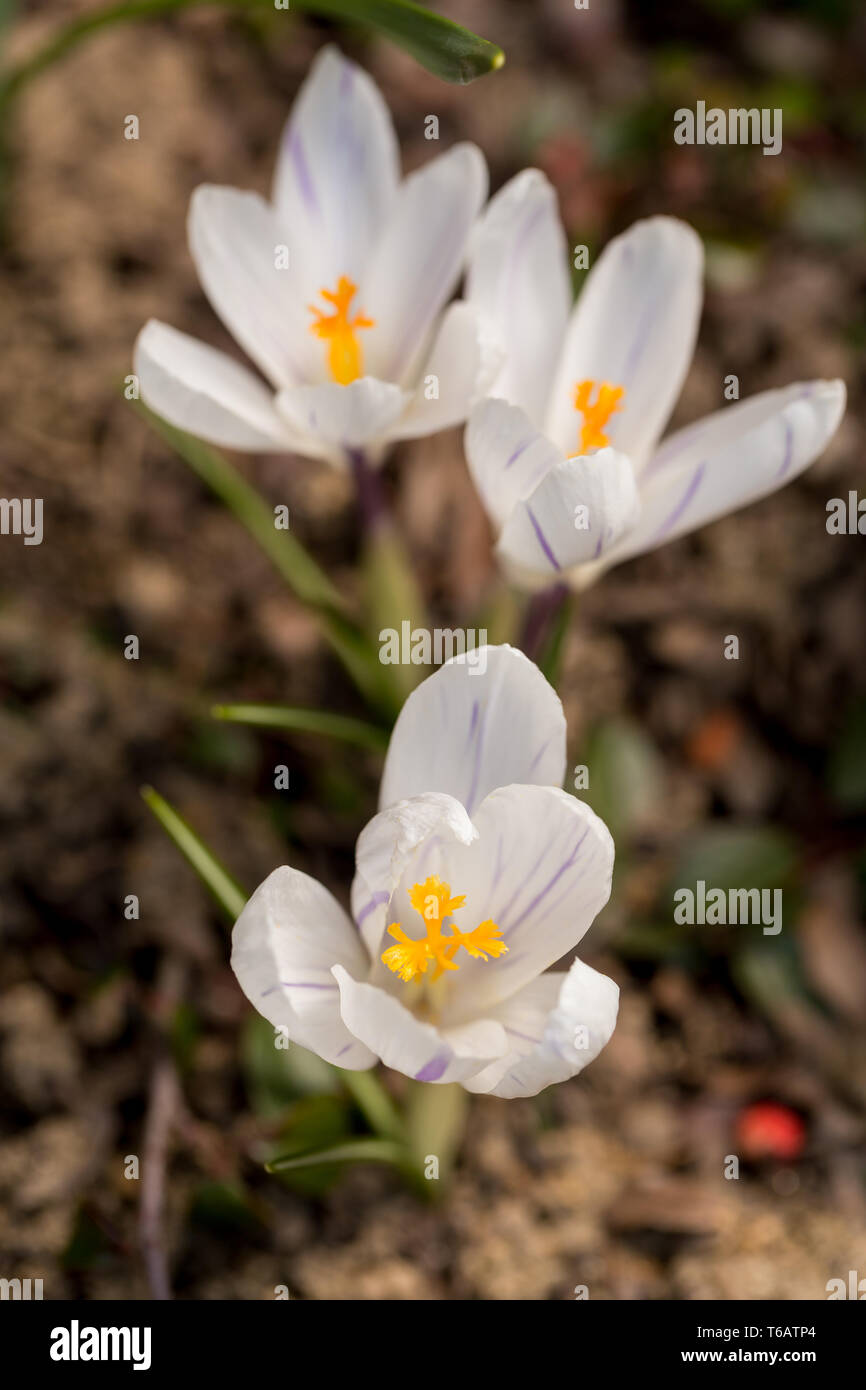 first spring flowers in garden crocus Stock Photo - Alamy