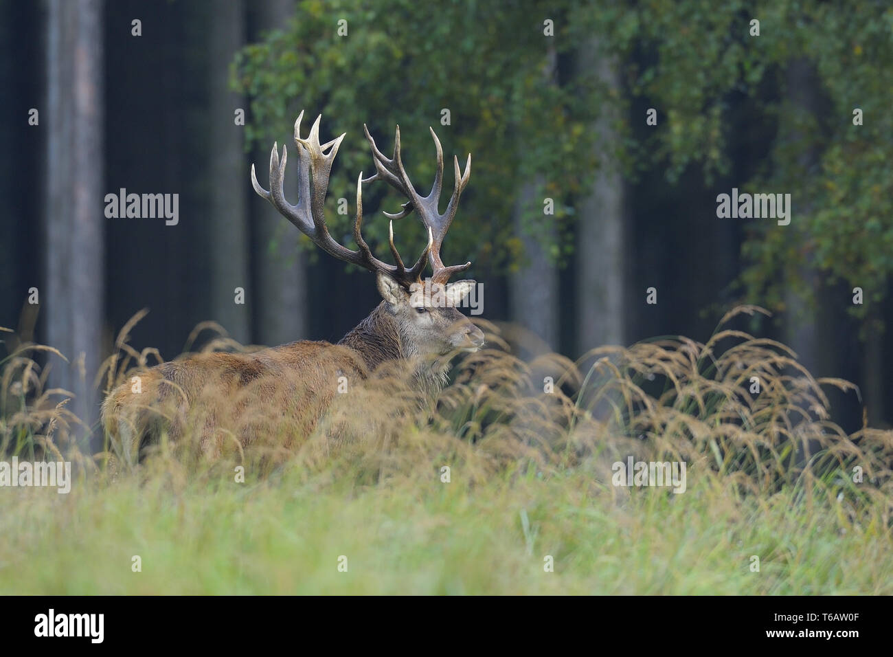 One red deer cervus hi-res stock photography and images - Alamy