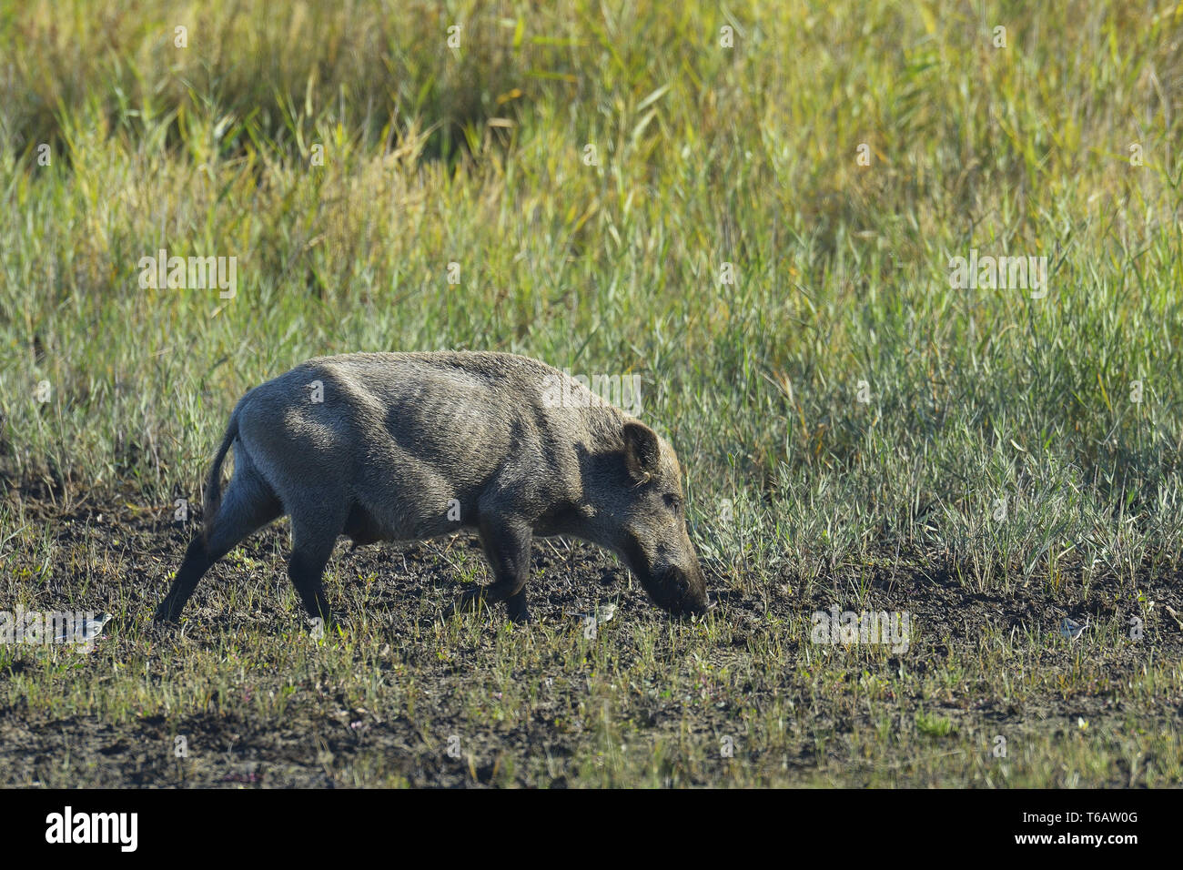 Sus hi-res stock photography and images - Alamy