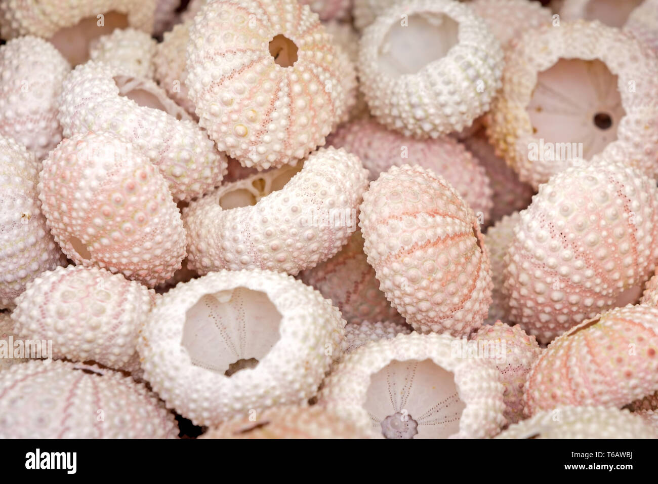 Seeigelschalen hi-res stock photography and images - Alamy