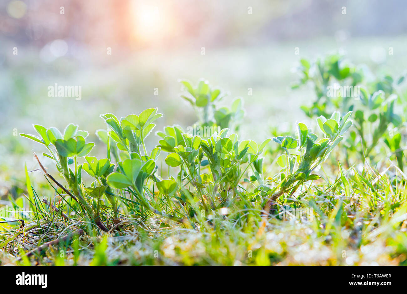 fresh green clover. summer meadow in the early morning Stock Photo - Alamy