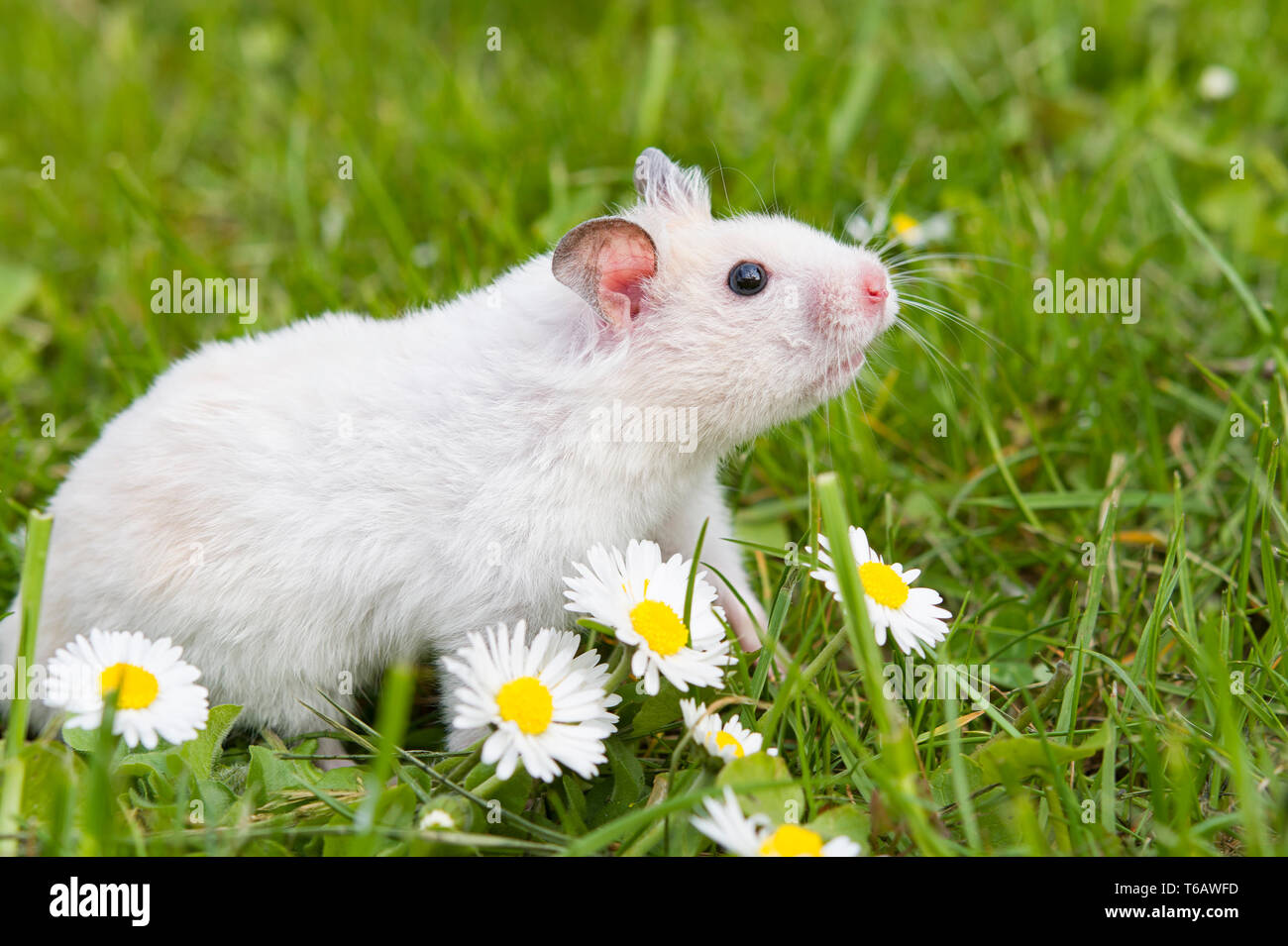 Spring pet hi-res stock photography and images - Alamy