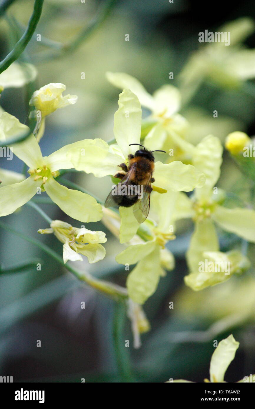 Yellow bee hi-res stock photography and images - Alamy