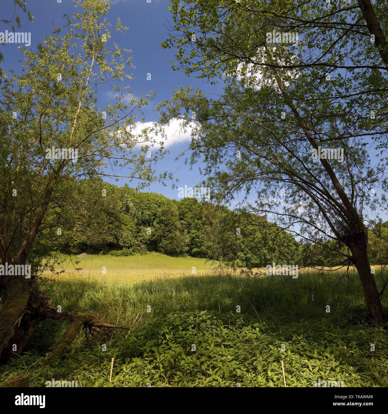 Neanderthal valley germany hi-res stock photography and images - Alamy