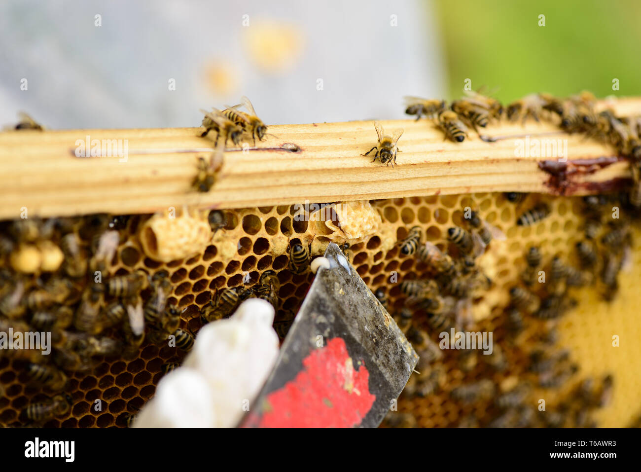 Queen cell hi-res stock photography and images - Alamy