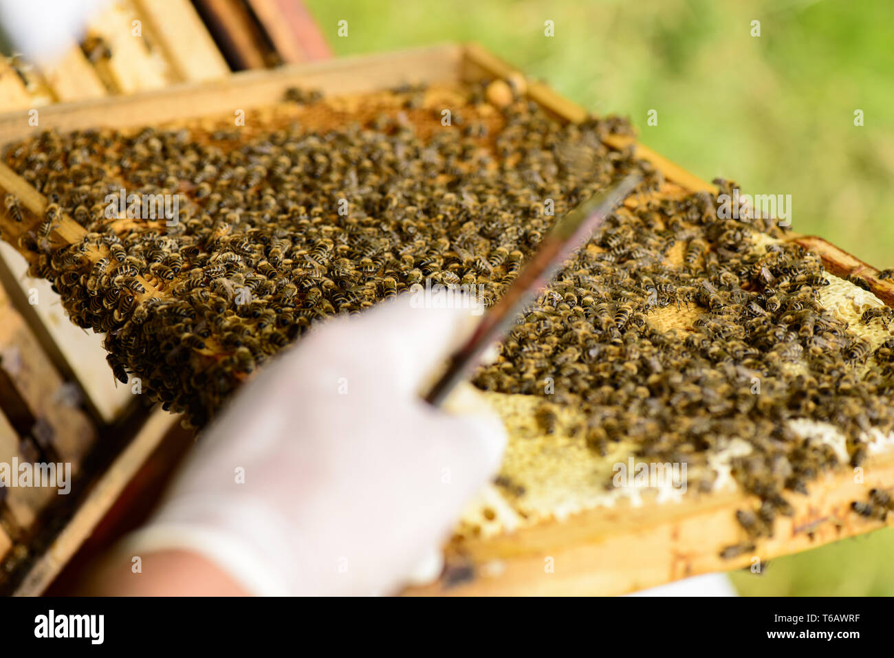 Capped honeycomb honey bees hi-res stock photography and images - Alamy