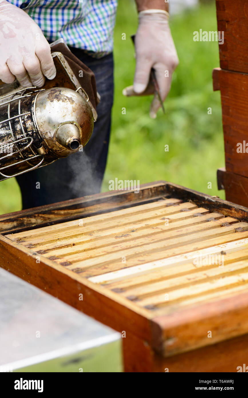 Beekeepers blowing smoke from the smoker on the honeycomb frame Stock ...