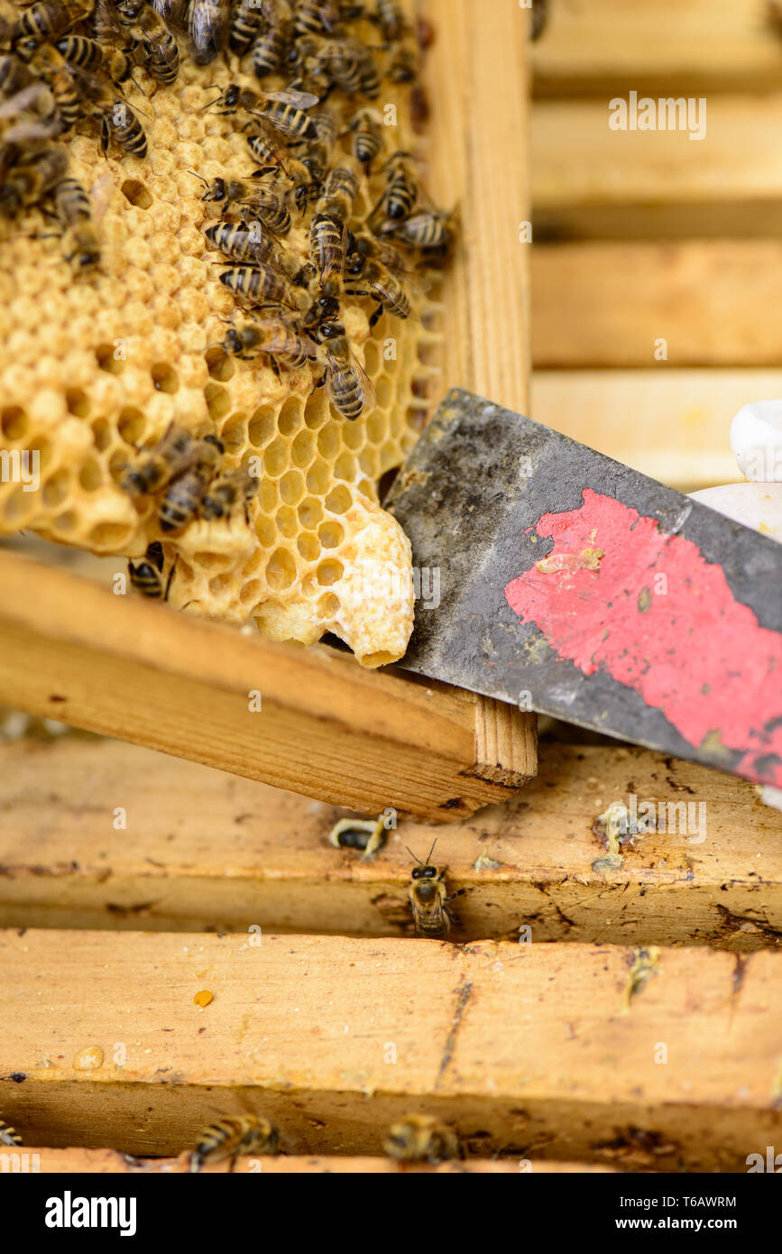 Removing a queen cell with the floor chisel from a honeycomb frame with ...