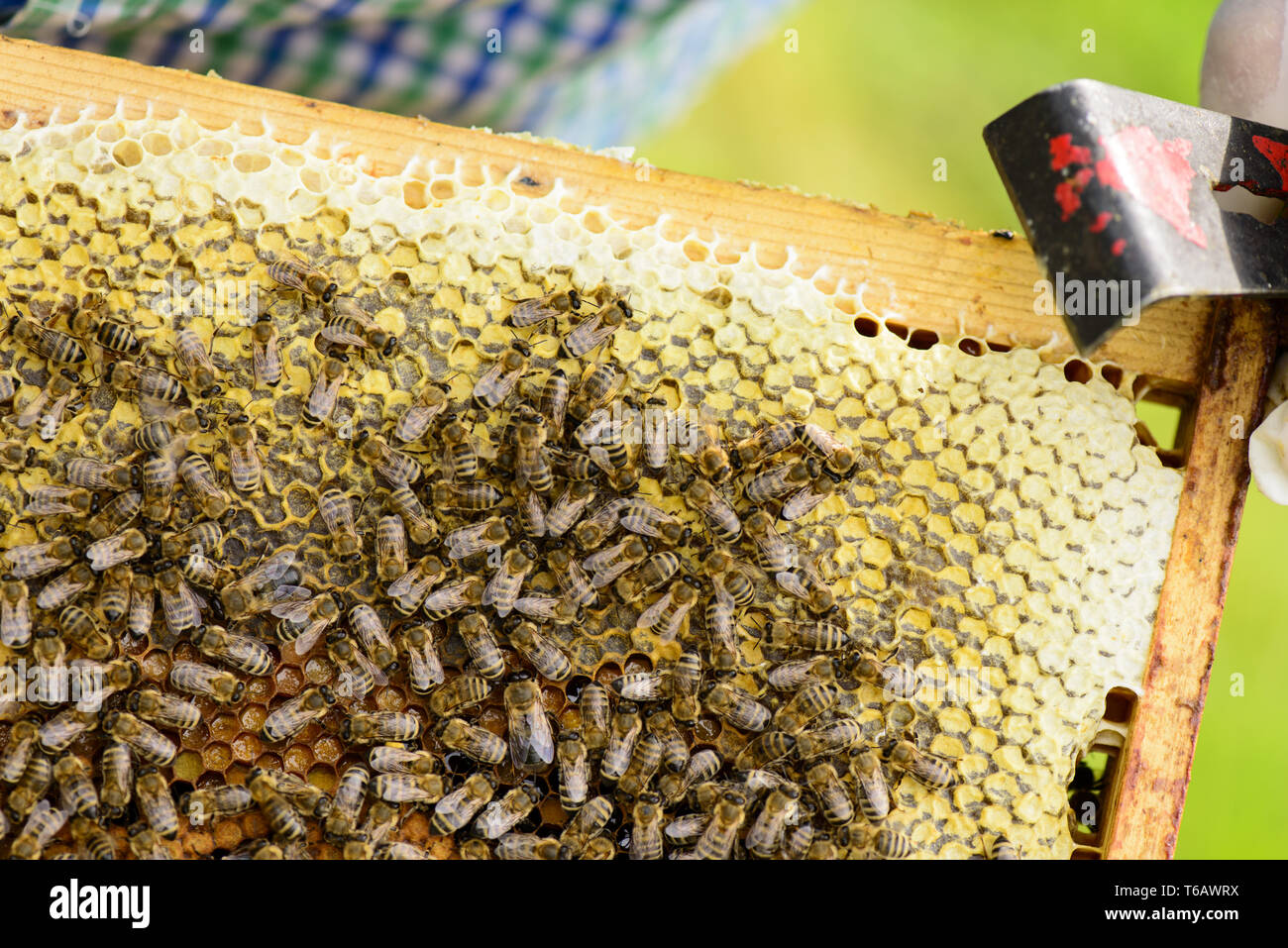 Bees on honeycomb just before locking the honeycomb by the bees Stock ...