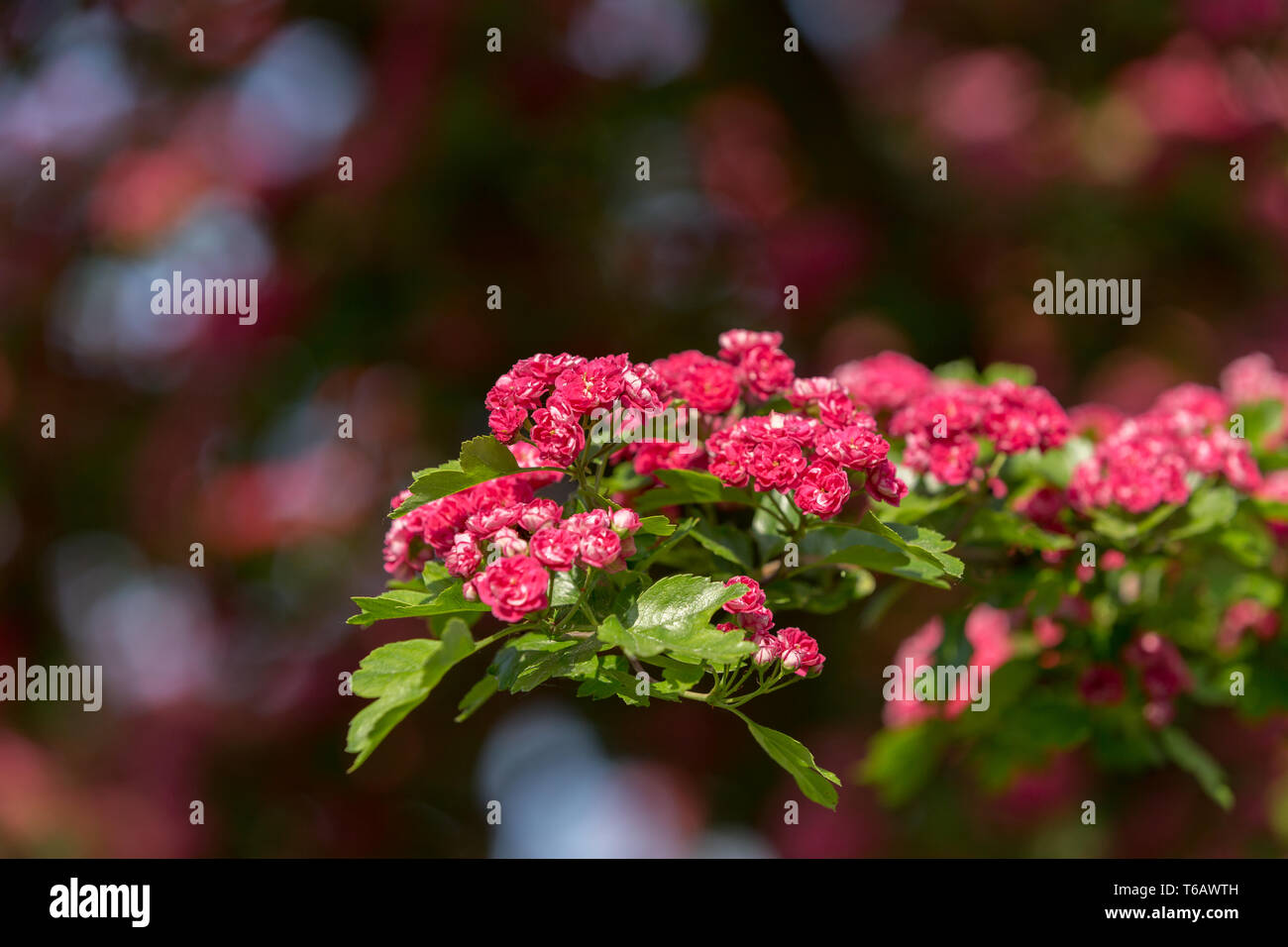 Flowers pink hawthorn. Tree pink hawthorn Stock Photo - Alamy