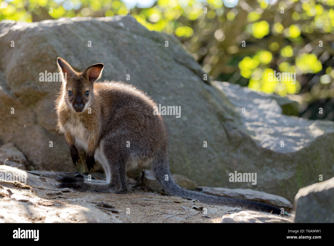 Red neck wallaby hi-res stock photography and images - Alamy