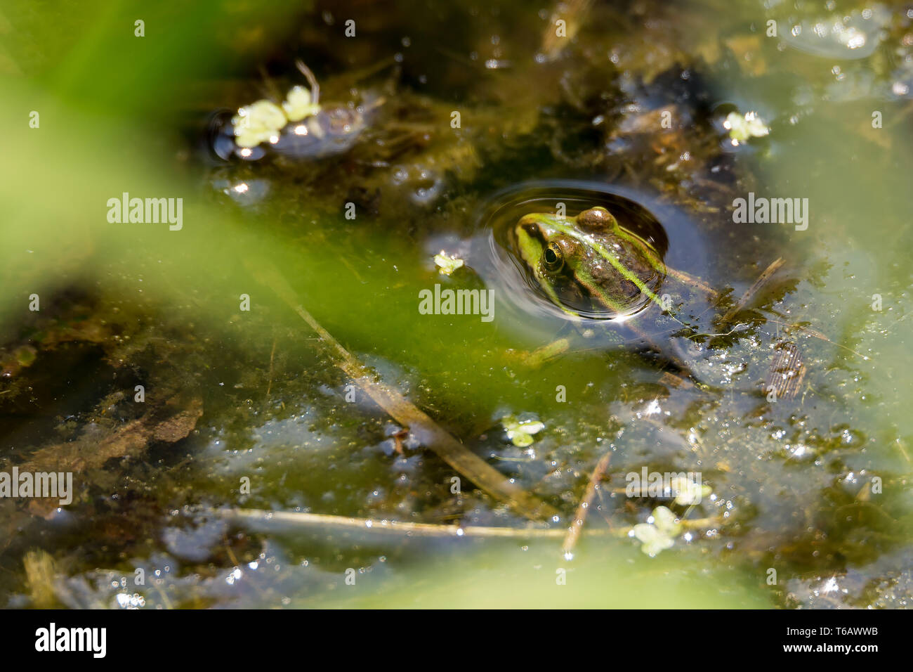 perfectly masked Edible frog in water Stock Photo - Alamy