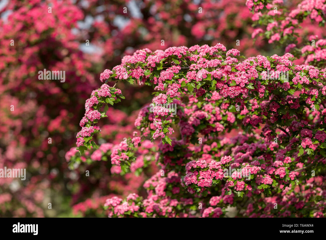 Flowers pink hawthorn. Tree pink hawthorn Stock Photo - Alamy