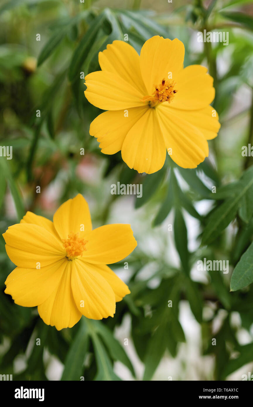 Sulfur cosmos, Yellow cosmos (Cosmos sulphureus Stock Photo - Alamy