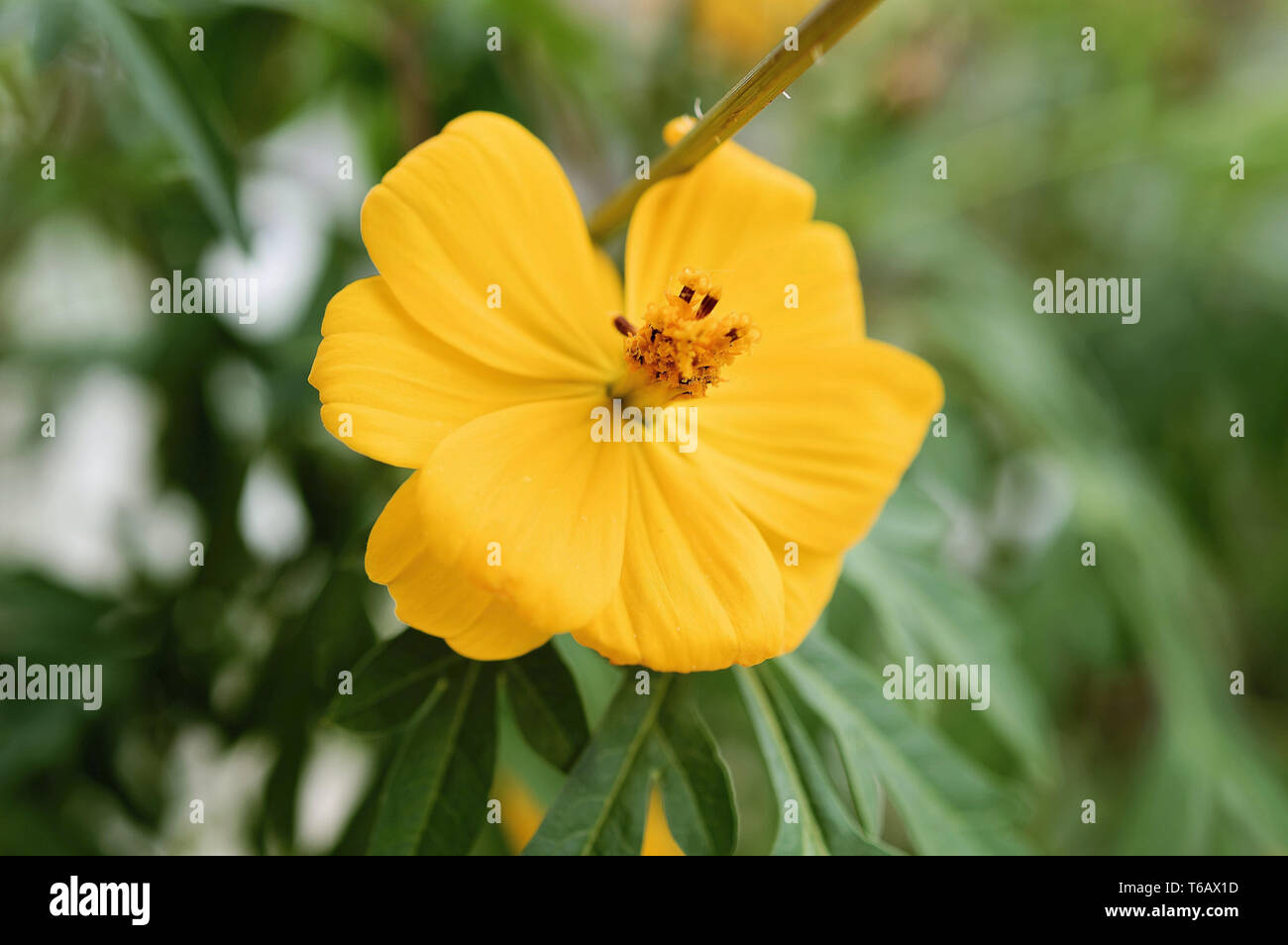 Sulfur Cosmos, Yellow Cosmos (Cosmos sulphureus Stock Photo - Alamy