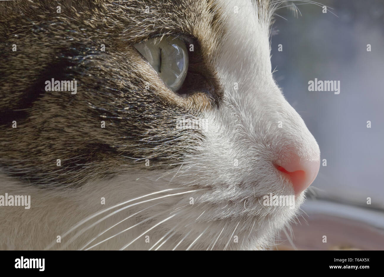 Sneaky pictures or photographs hi-res stock photography and images - Alamy