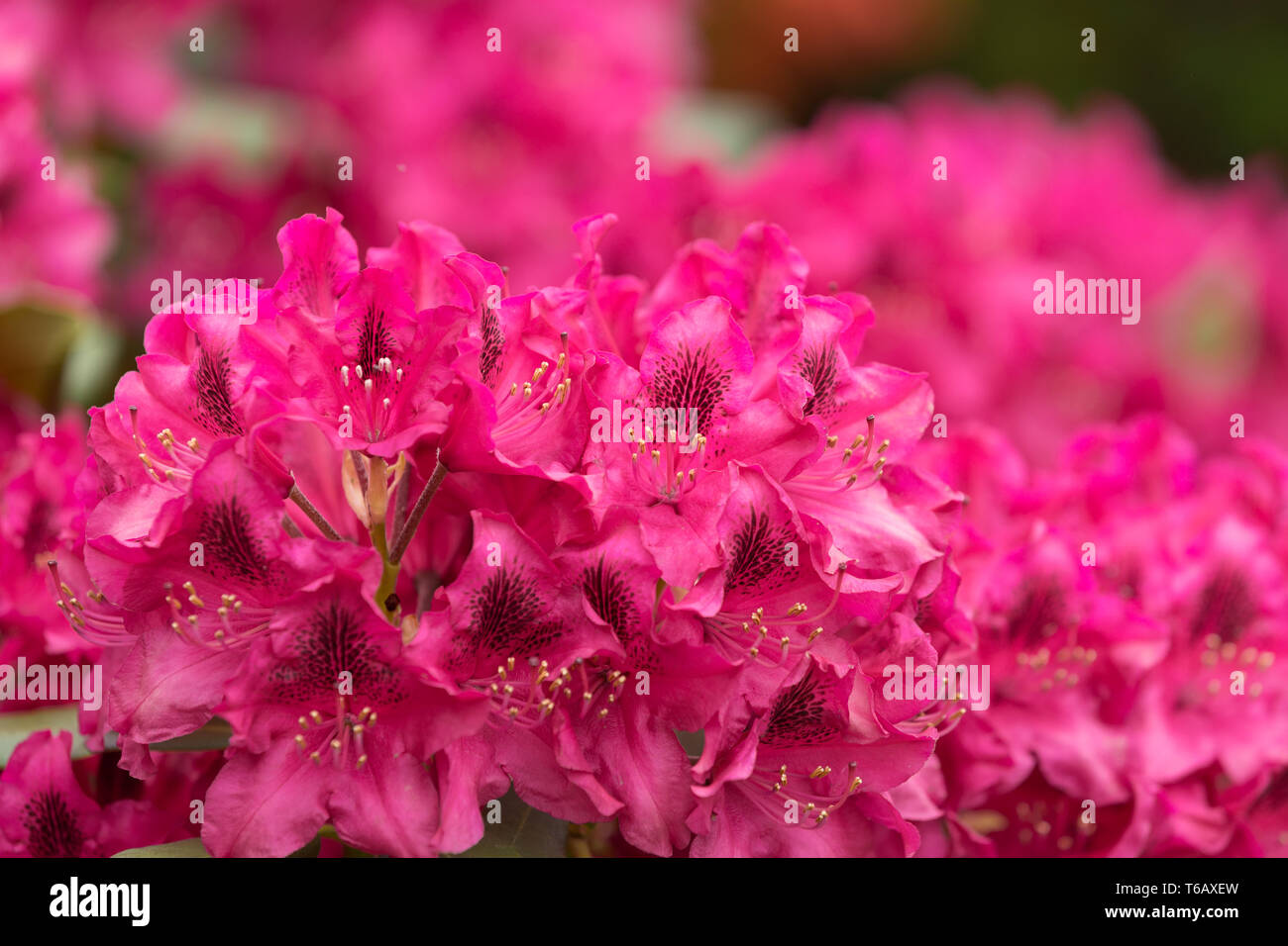 Pink azaleas blooms with small evergreen leaves Stock Photo - Alamy
