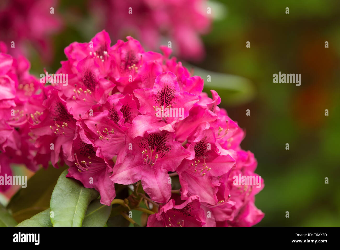 Pink azaleas blooms with small evergreen leaves Stock Photo - Alamy